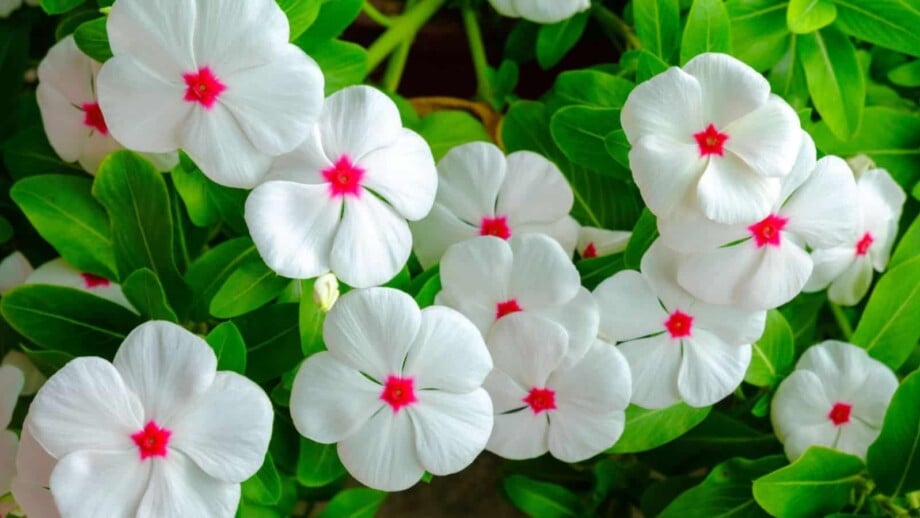 Growing Vinca Flowers for Vigor and Color