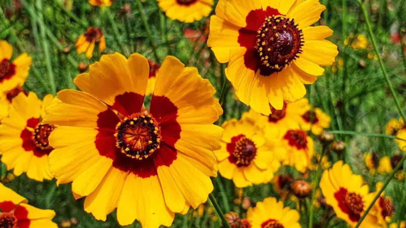 25 Brilliant Summer Flowers for a Gorgeous Garden Bed