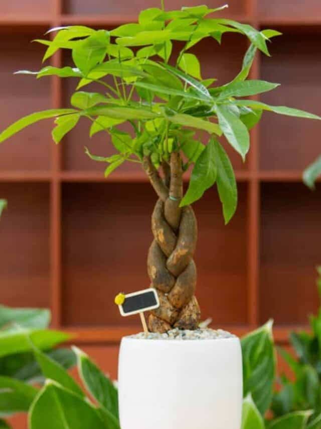 How to Grow and Care for Money Tree (Pachira Aquatica) - Planet Natural