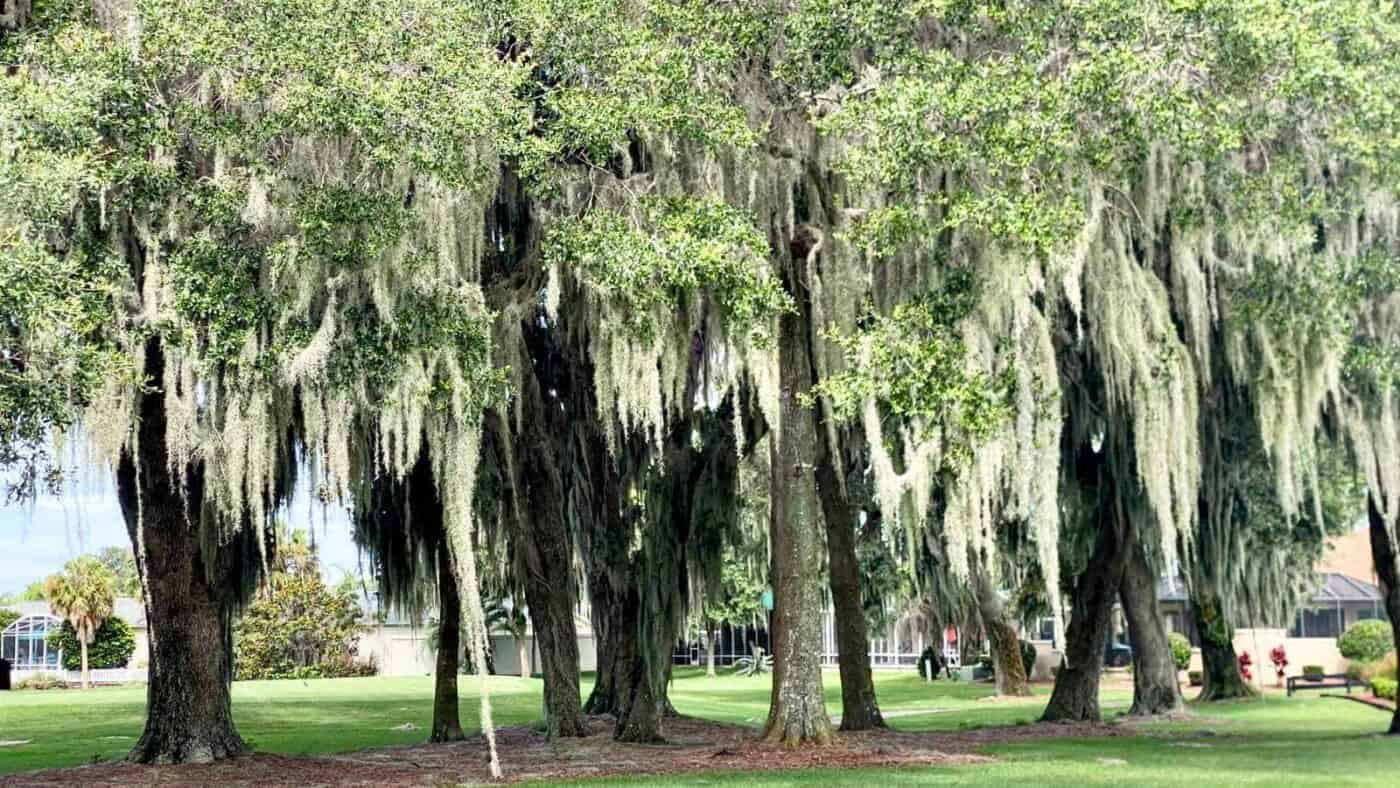 How to Grow and Care For Spanish Moss at Home - Full Guide