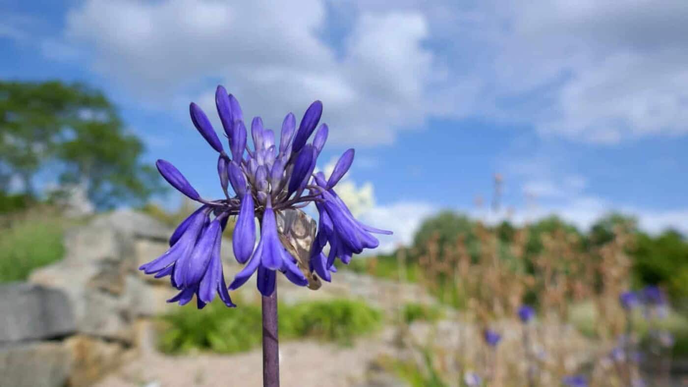 How to Grow and Care for Agapanthus (Lily of the Nile)