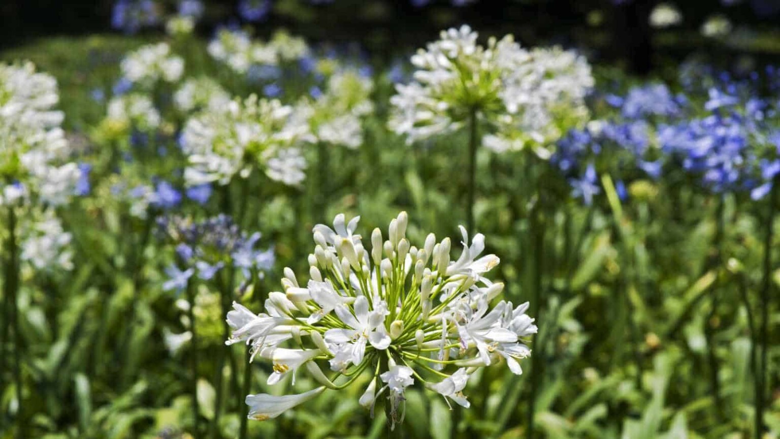 How to Grow and Care for Agapanthus (Lily of the Nile)