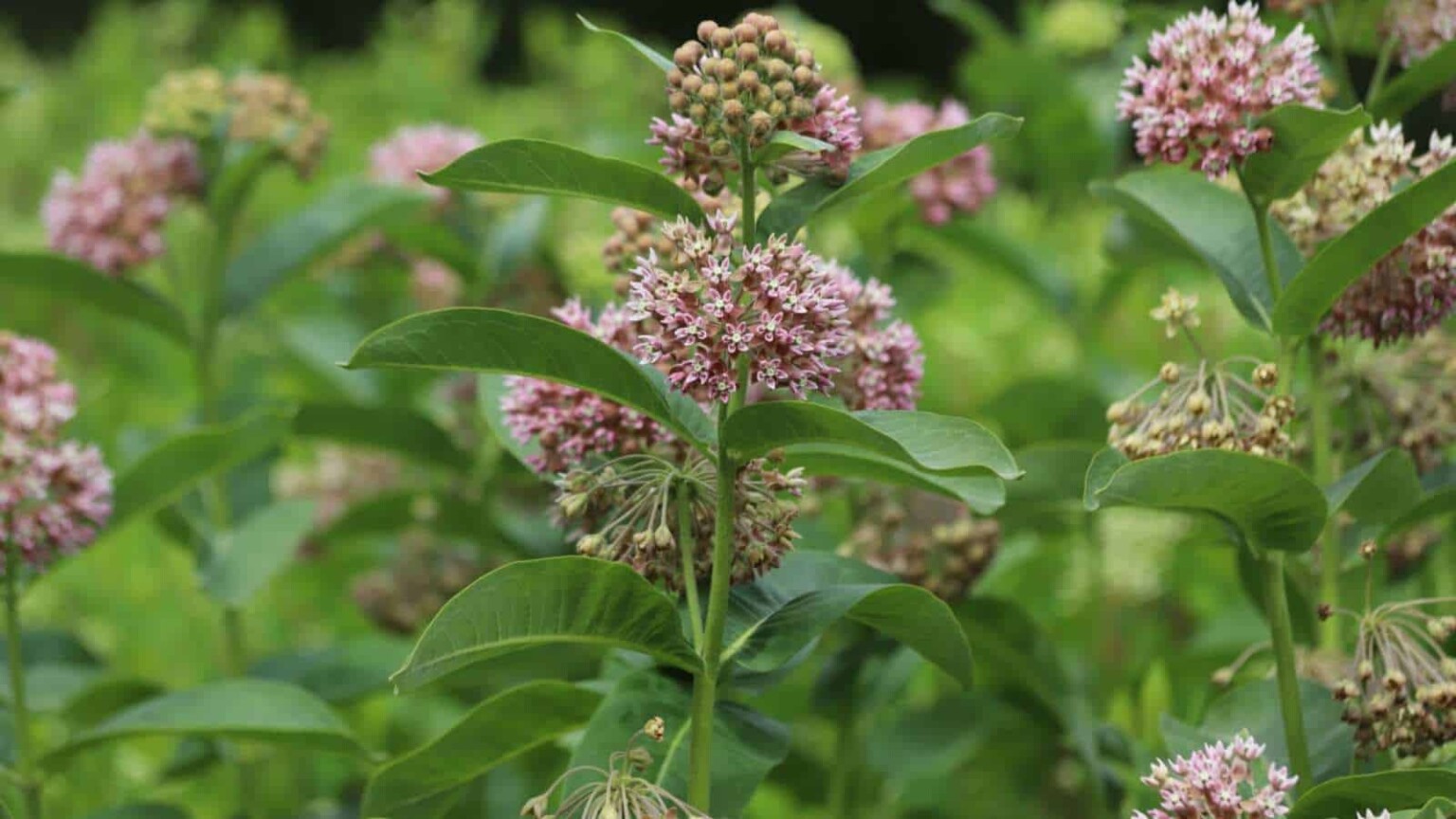 How to Plant, Grow, and Care for Common Milkweed Plant