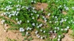 Controlling Bindweed: What is It and Best Control Methods