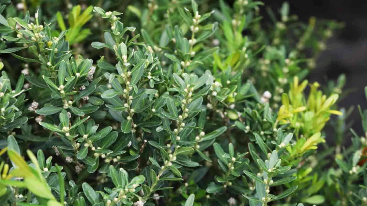 Boxwood Guide: How to Plant, Grow, and Care for Boxwoods