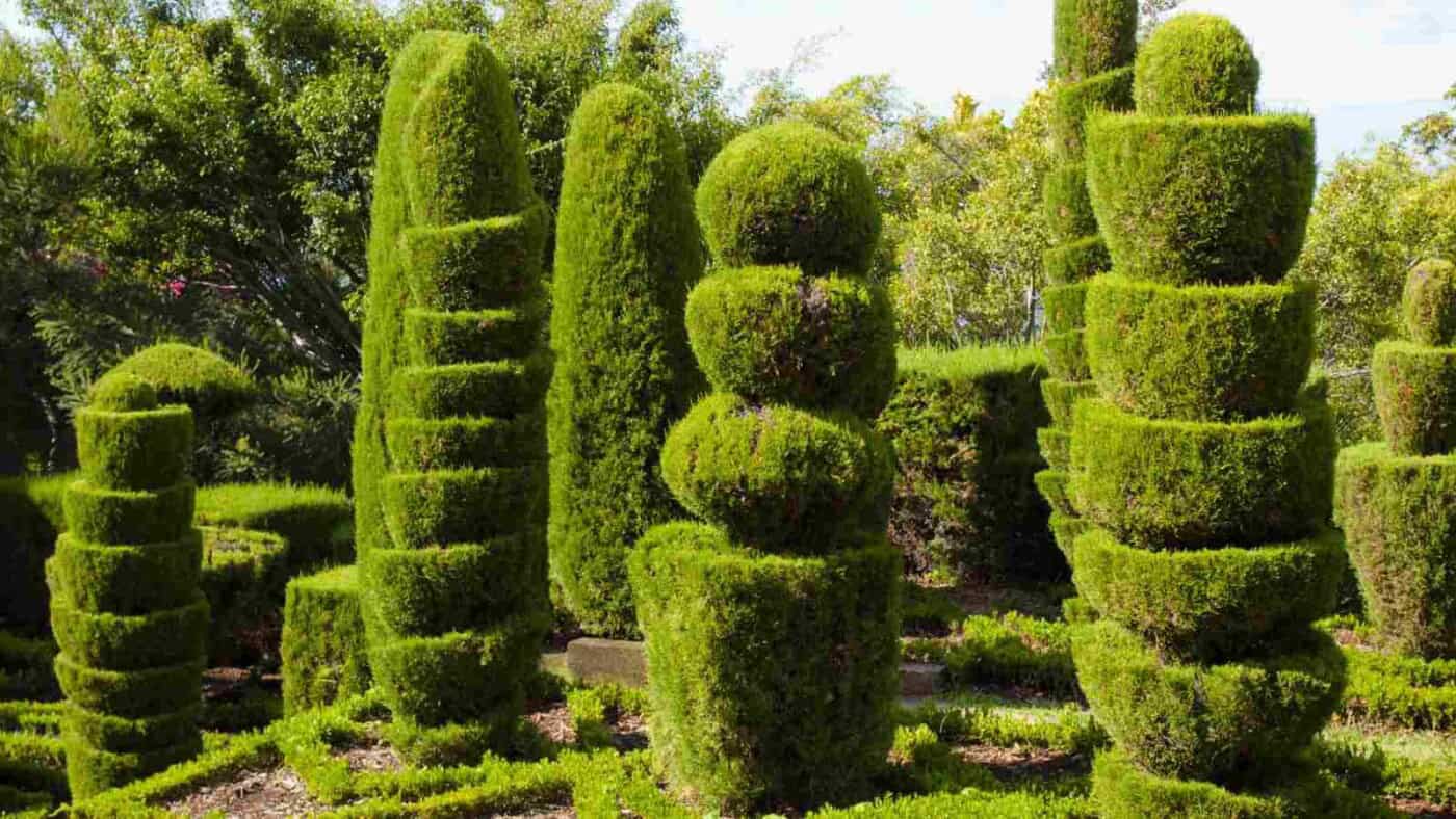 Boxwood Guide: How to Plant, Grow, and Care for Boxwoods