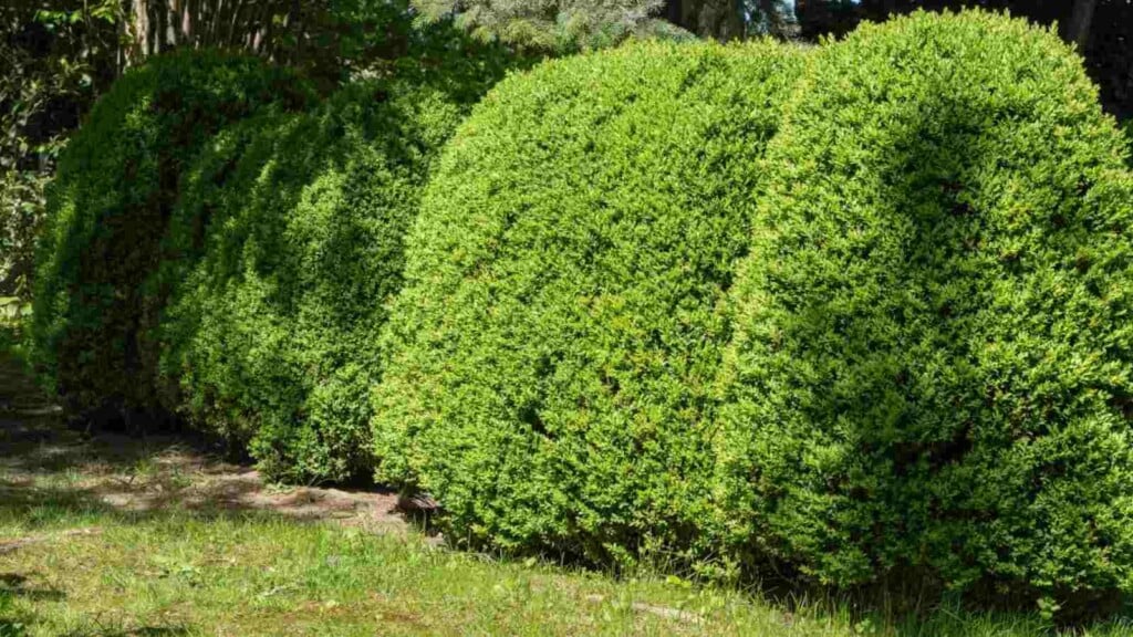 Boxwood Guide: How to Plant, Grow, and Care for Boxwoods