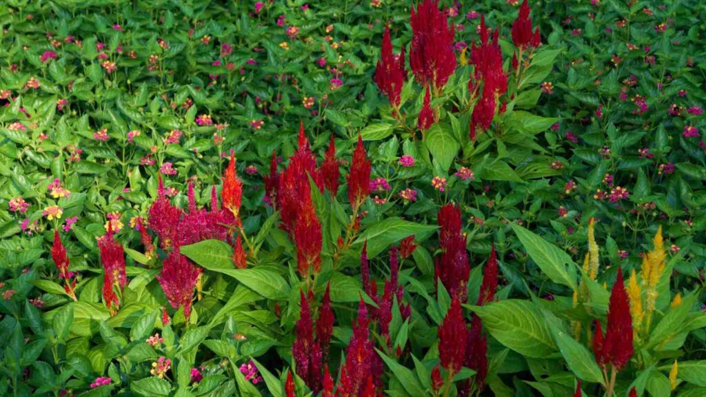 Sumac Tree Care: Shrub Cultivation and Support
