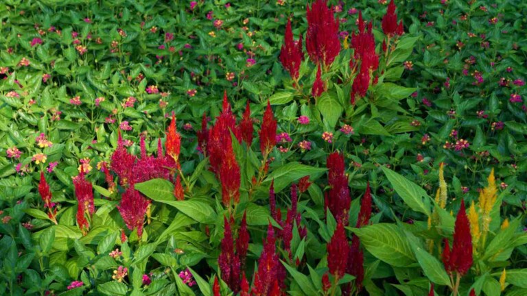 Sumac Tree Care: Shrub Cultivation and Support