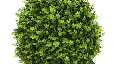 Boxwood Guide: How to Plant, Grow, and Care for Boxwoods