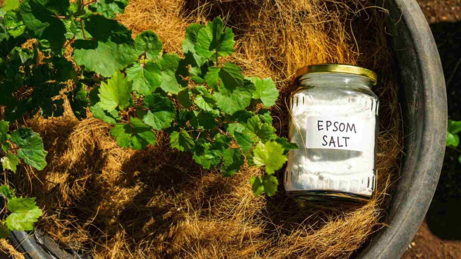 How and Why Use Epsom Salt for Plants (Complete Guide)