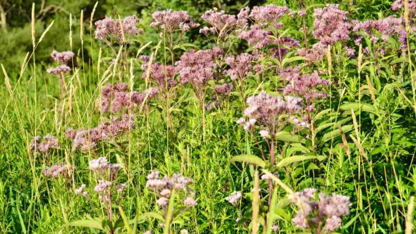 Joe Pye Weed: Blooms for Borders and Color