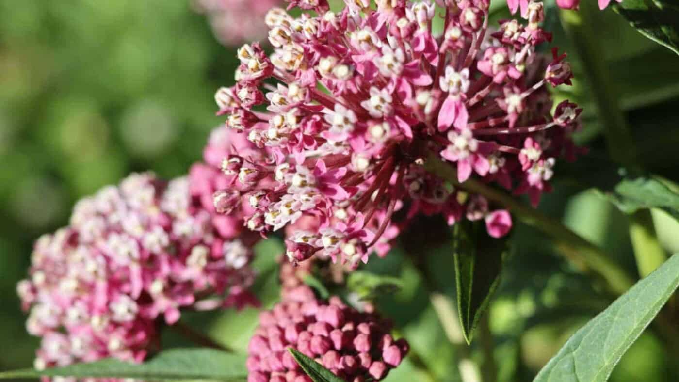 Joe Pye Weed: Blooms for Borders and Color