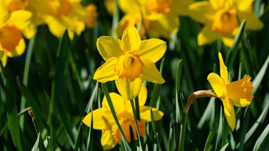 A Guide to March Birth Flowers: Meanings and Significance | Planet Natural