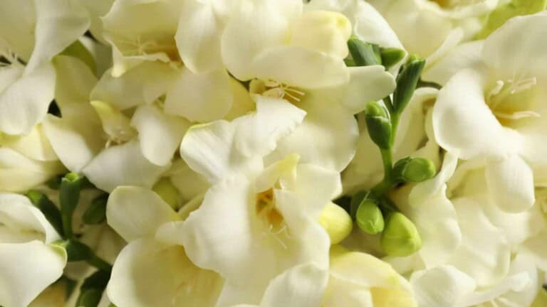 How to Plant, Grow, and Care for Freesia (Complete Guide)
