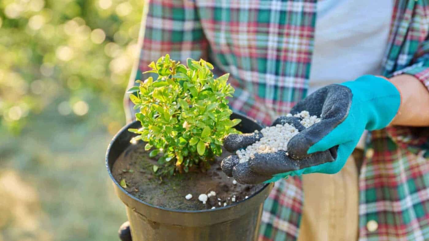 Boxwood Guide: How to Plant, Grow, and Care for Boxwoods