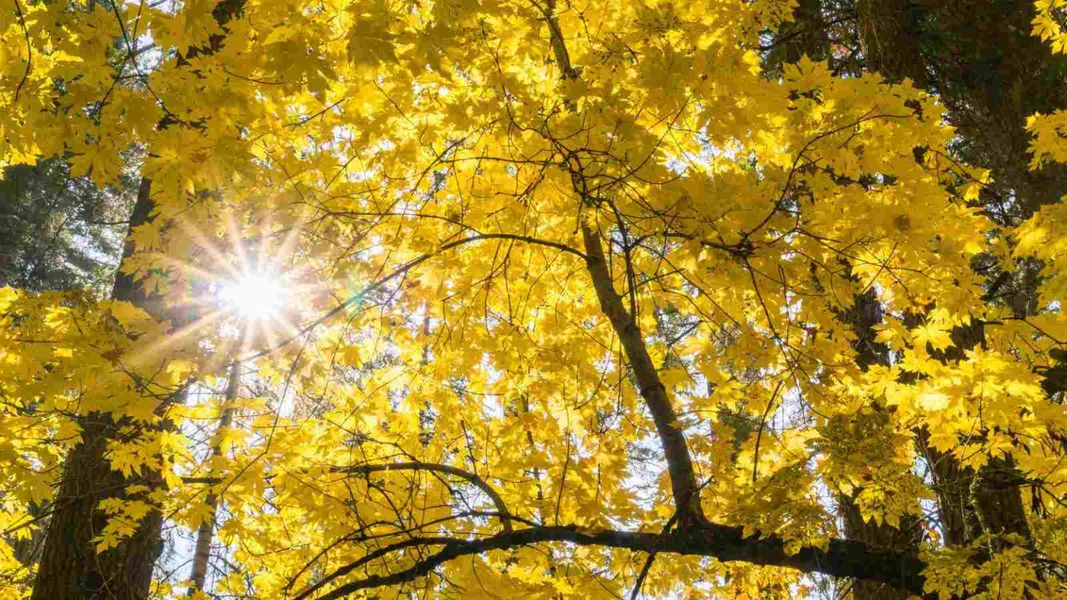 16 Incredible Maple Tree Species to Consider Growing