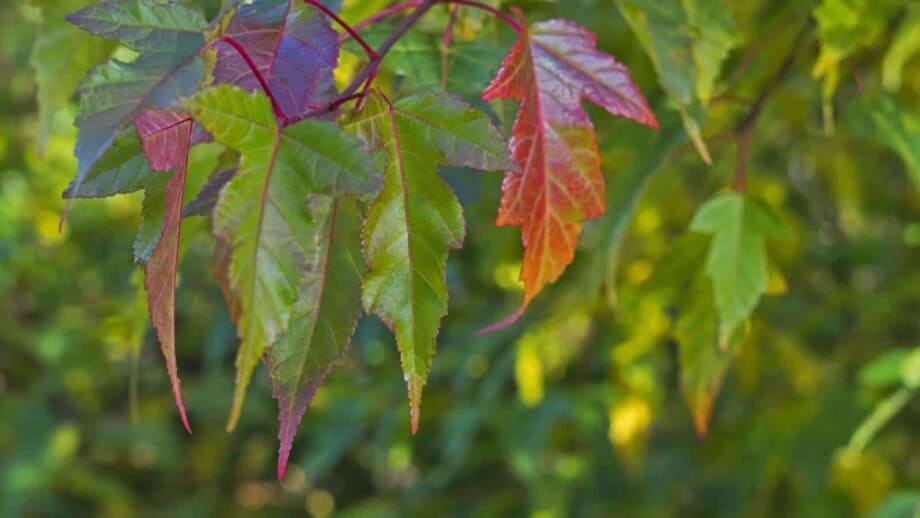 16 Incredible Maple Tree Species to Consider Growing