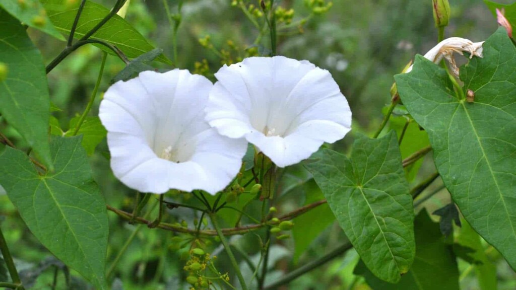 Controlling Bindweed: What is It and Best Control Methods