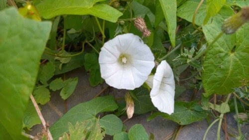 Controlling Bindweed: What is It and Best Control Methods
