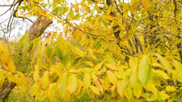 16 Incredible Maple Tree Species to Consider Growing