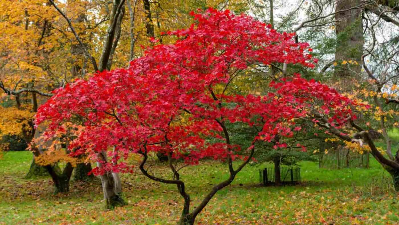 16 Incredible Maple Tree Species to Consider Growing