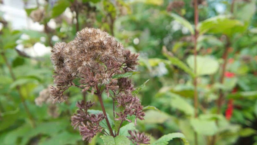 Joe Pye Weed: Blooms for Borders and Color
