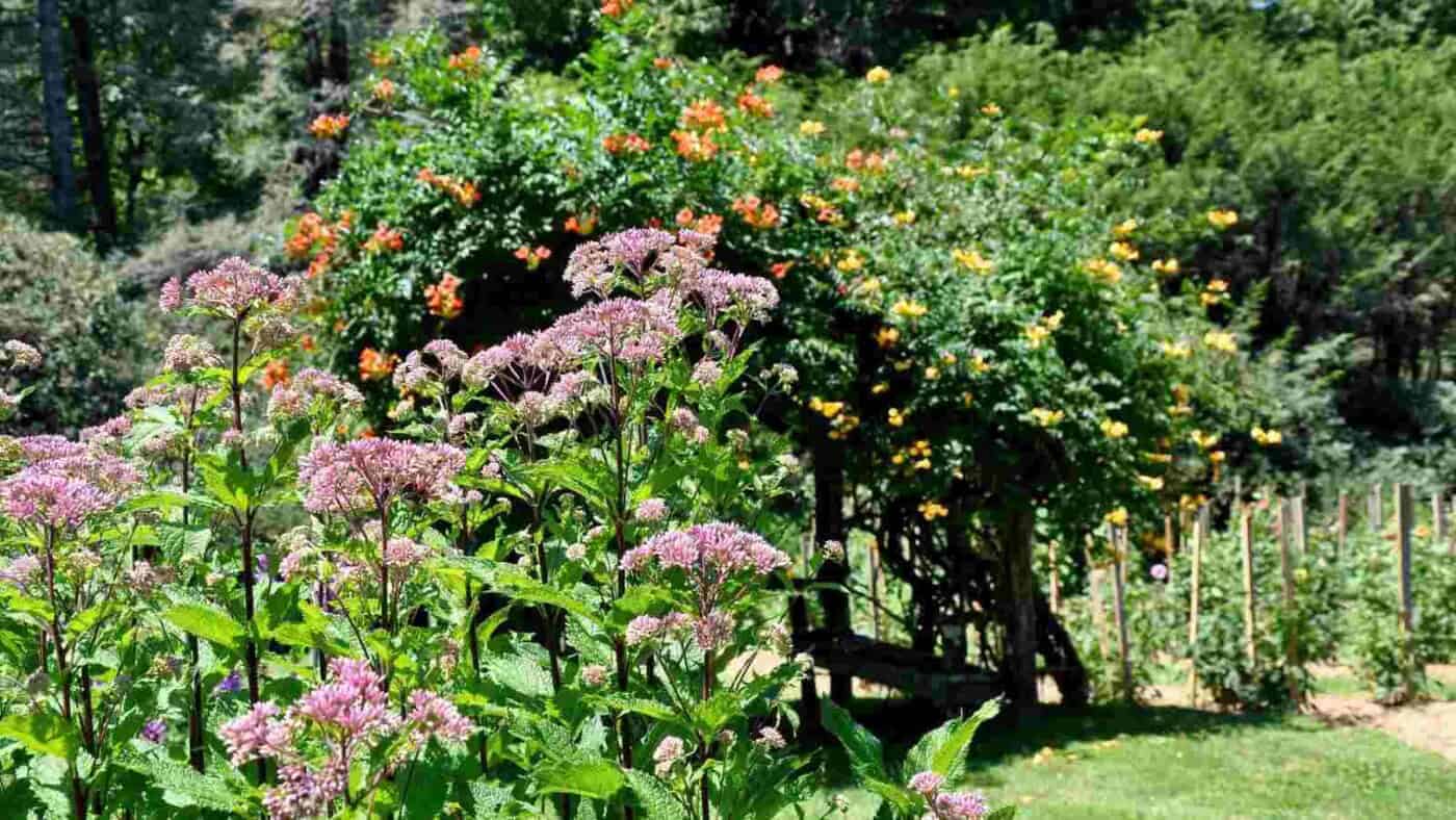 Joe Pye Weed: Blooms for Borders and Color