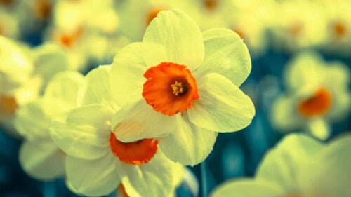 A Guide to March Birth Flowers: Meanings and Significance | Planet Natural