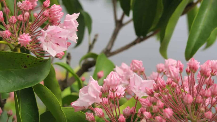 How to Grow and Care for Mountain Laurel (Kalmia latifolia)