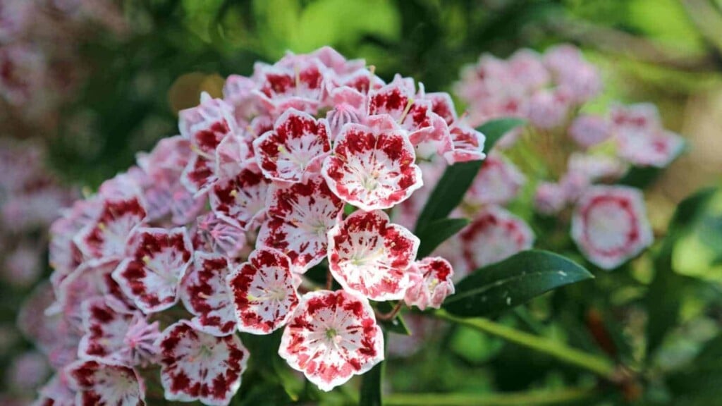 How to Grow and Care for Mountain Laurel (Kalmia latifolia)