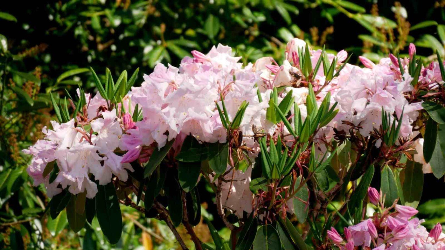 How to Grow and Care for Mountain Laurel (Kalmia latifolia)