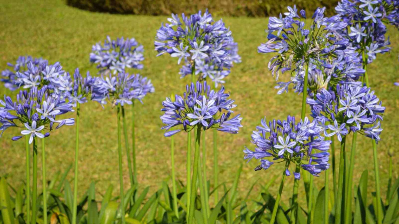How to Grow and Care for Agapanthus (Lily of the Nile)