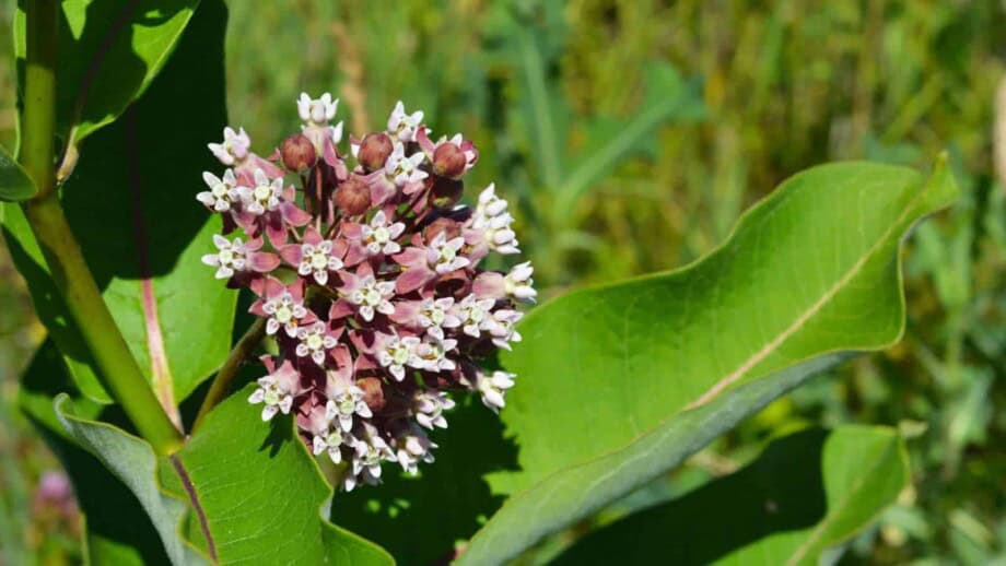 How to Plant, Grow, and Care for Common Milkweed Plant