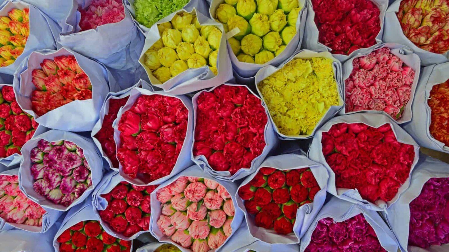 Birth Flowers for January: Meanings, History, and Symbolism