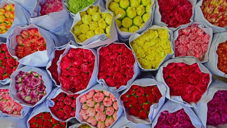 Birth Flowers for January: Meanings, History, and Symbolism