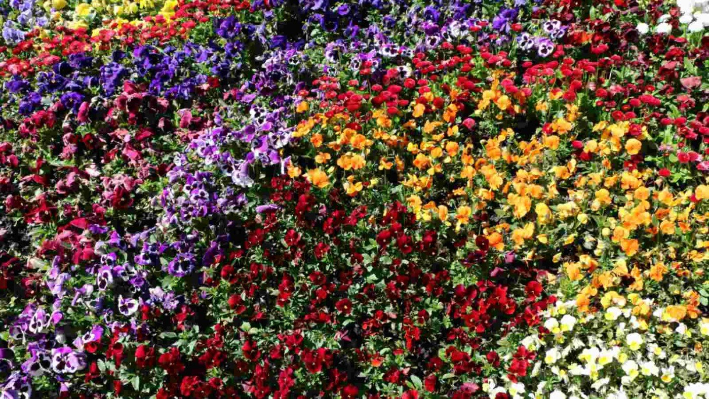 February Birth Flowers and Their Meanings Throughout History