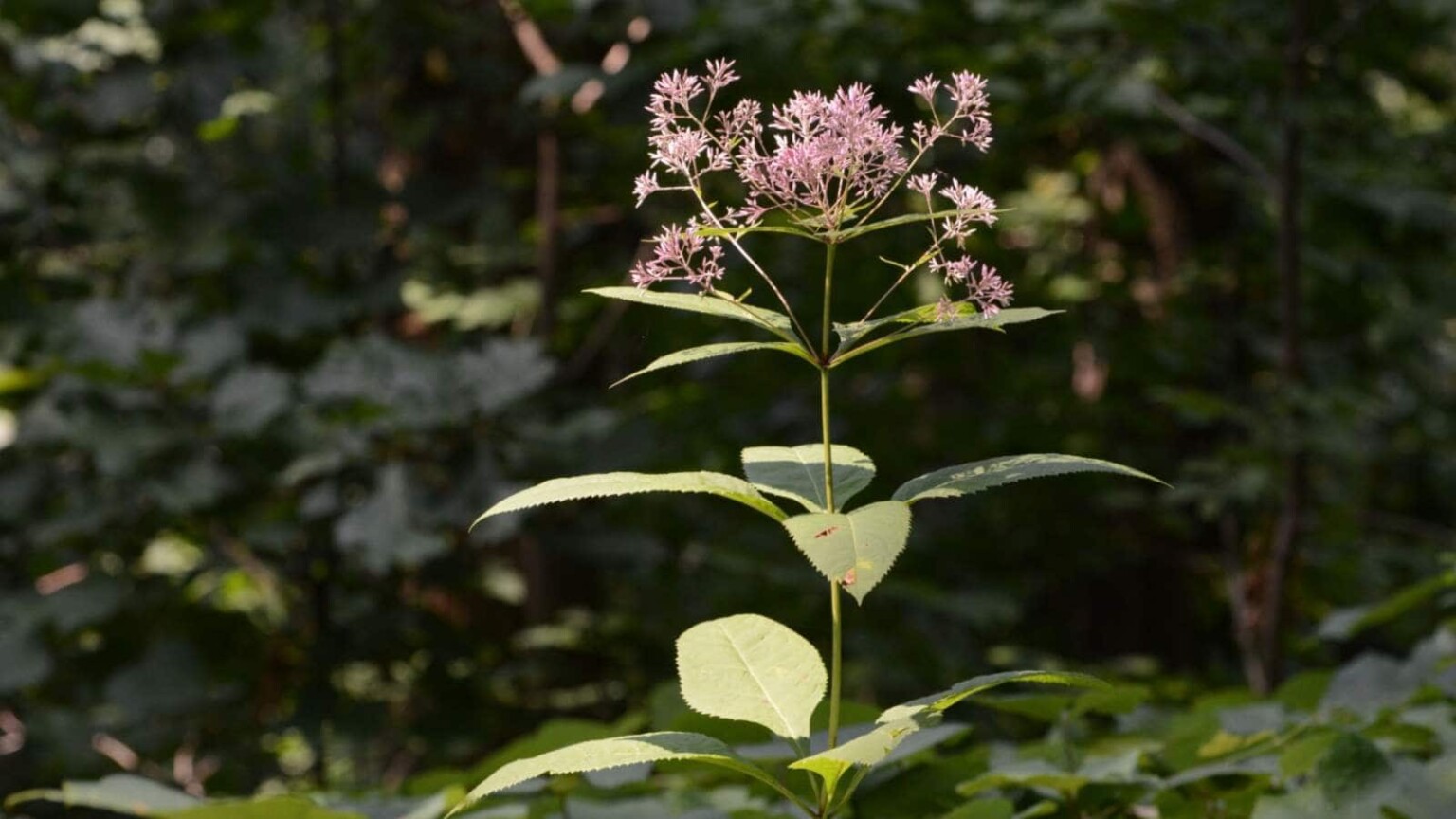 Joe Pye Weed: Blooms for Borders and Color