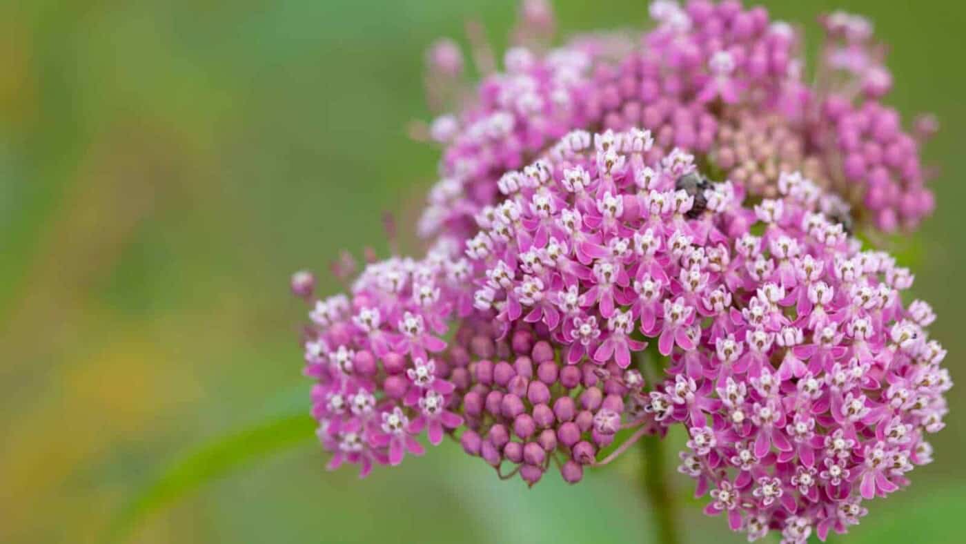 How to Plant, Grow, and Care for Common Milkweed Plant
