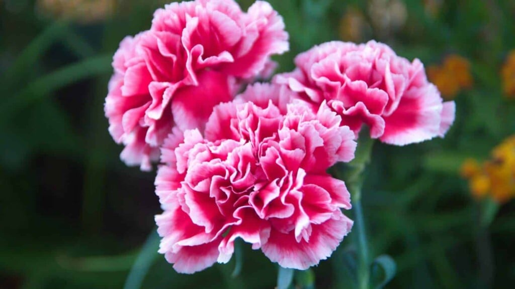 Birth Flowers for January: Meanings, History, and Symbolism