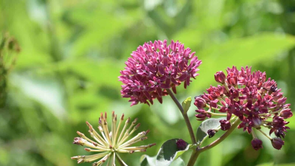 How to Plant, Grow, and Care for Common Milkweed Plant