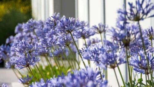 How to Grow and Care for Agapanthus (Lily of the Nile)