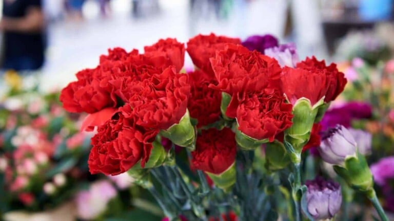 Birth Flowers for January: Meanings, History, and Symbolism