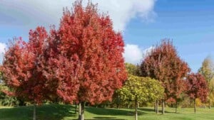 16 Incredible Maple Tree Species to Consider Growing