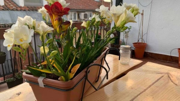 How to Plant, Grow, and Care for Freesia (Complete Guide)