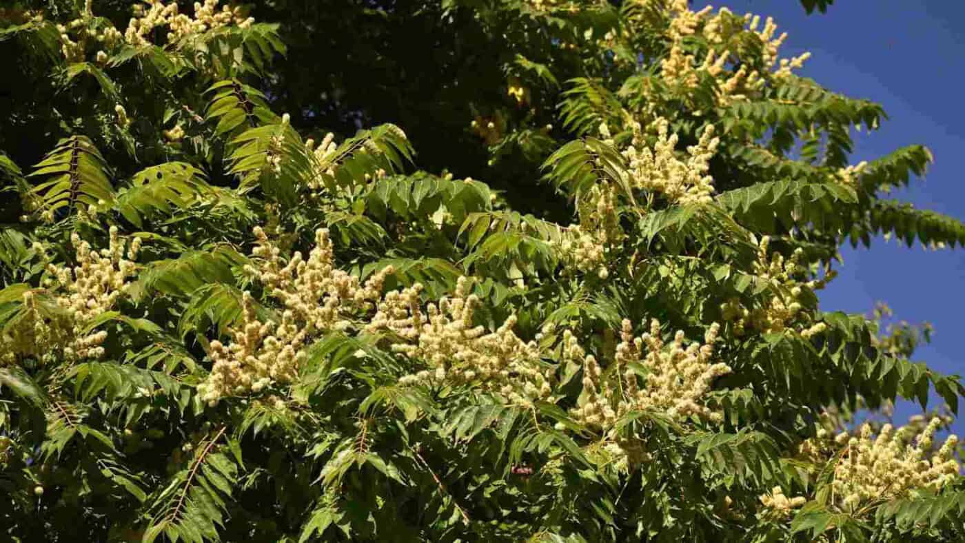 Sumac Tree Care: Shrub Cultivation and Support