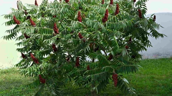 Sumac Tree Care: Shrub Cultivation and Support