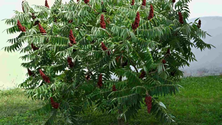 Sumac Tree Care: Shrub Cultivation and Support