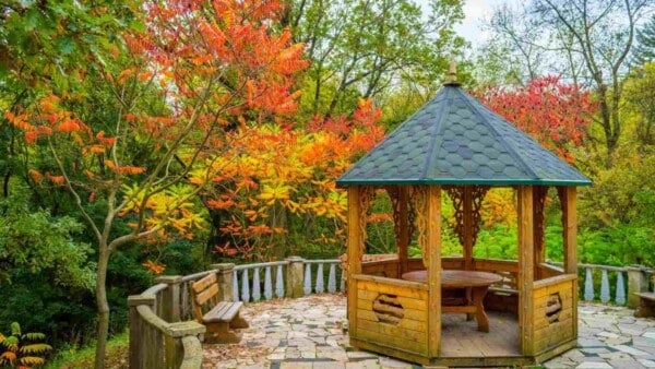 Sumac Tree Care: Shrub Cultivation and Support