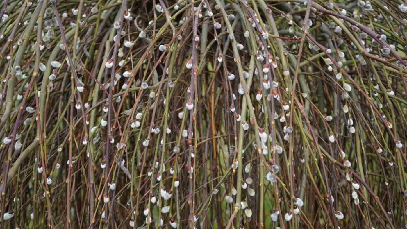 How to Plant, Grow, and Care for Pussy Willow (Salix spp.)